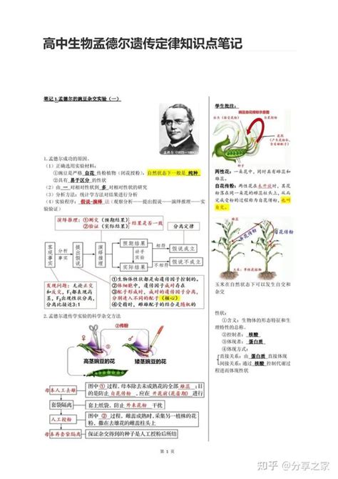 高中生物必修二孟德尔遗传定律知识点笔记 知乎