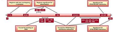 A Schematic Representation Of Ebov Viral Protein 40 Vp40 Vp40 Aa