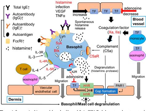 Figure 1 From Basophil Characteristics As A Marker Of The Pathogenesis