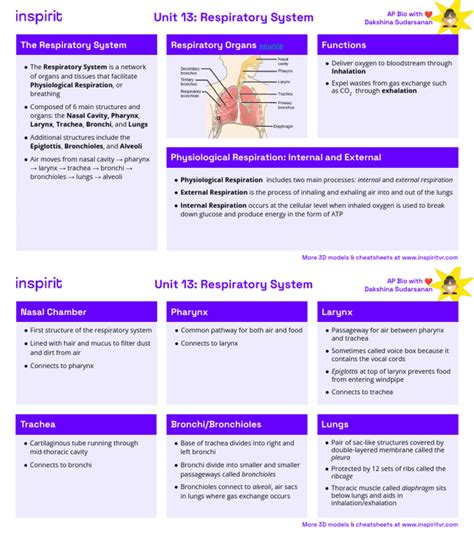 Cheat Sheet Respiratory Pdf Respiratory Tract Respiratory System