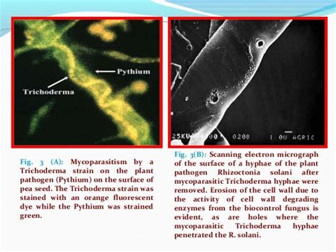 Avs Significant Achievements And Present Status Of Trichoderma Spp In