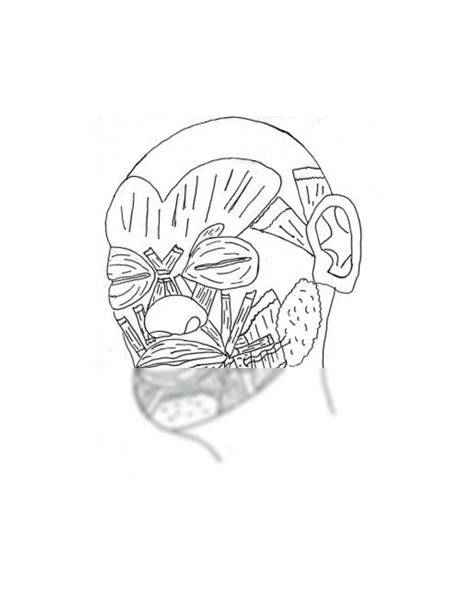 SOLUTION Musculos De La Expresion Facial Studypool