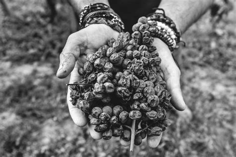 Il Racconto Fotografico Della Vendemmia Capitolo Due