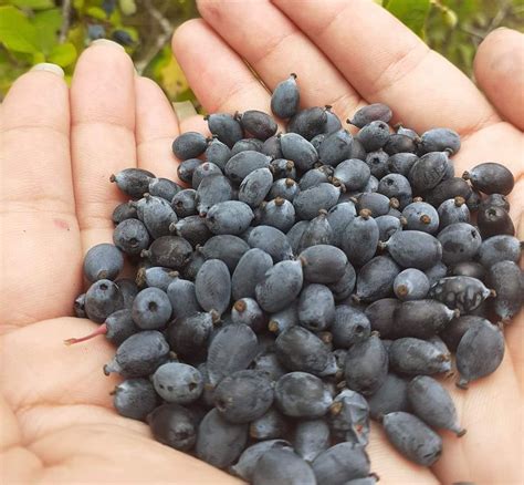 चुत्रो How Many Of You Tasted Routine Of Nepal Banda