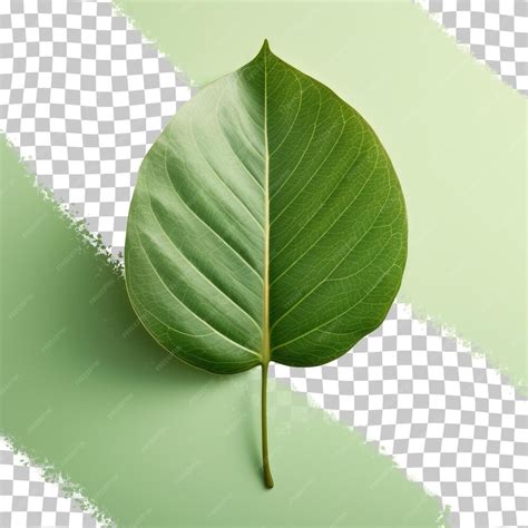 검은 고립 된 녹색 잎 투명 배경 프리미엄 Psd 파일