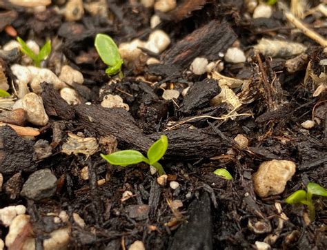 Delphinium Glaucum Mountain Larkspur Klamath Siskiyou Native Seeds