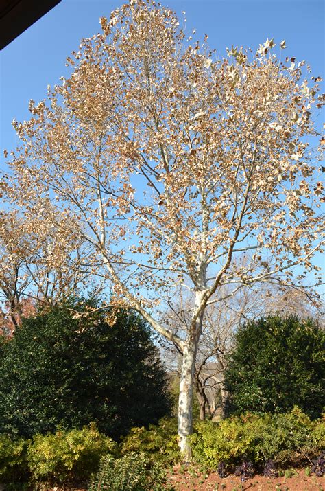 Mexican Sycamore Thrives In Warm Wet Locales What Grows There Hugh