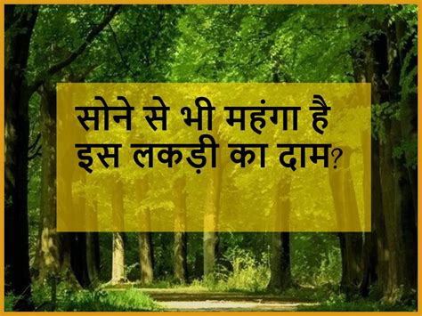 Trending Gk Quiz The Wood Of Which Tree Is More Expensive Than Gold