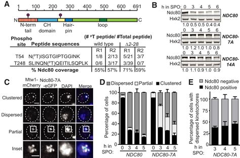 Aurora B Dependent Ndc80 Degradation Regulates Kinetochore Composition