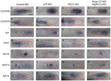 Whole Mount In Situ Hybridization Was Performed With Probes Against