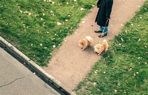 A Dogs Mind Training Every Day Interests