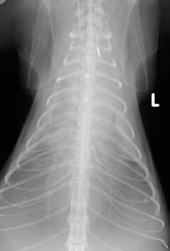 Principles Of Radiographic Interpretation Flashcards Quizlet