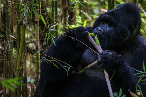 Silverback Gorilla Facts Silver Back Gorillas Weight Size Diet And Sex