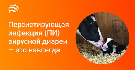 Персистирующая инфекция ПИ вирусной диареи — это навсегда — Teletype