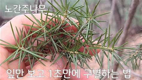 불에 때면 따발총소리가 나는 노간주나무 구별 포인트 겨울산에서 수피만 보고 상수리나무 구별하기경기도 부천 성주산 산림기사 하층식생 측백나무과 Needle