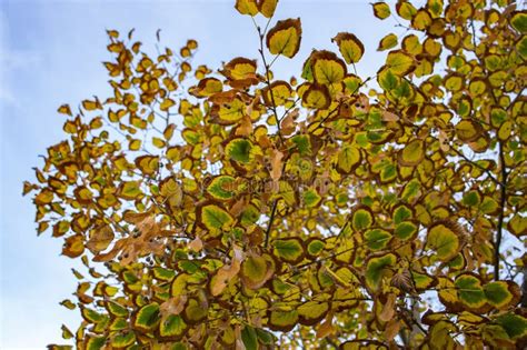 Gradient Autumn Drying Leaves On A Beautiful Colored Tree On Blue Clear Sky Background Stock