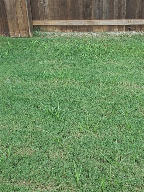What Is The Difference Between Nutsedge And Crabgrass Weedex Lawn Care