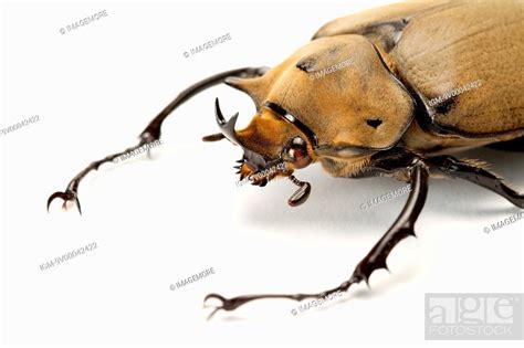Dynastidae Beetle Insect Coleoptera Megasoma Elephas Elephas Stock