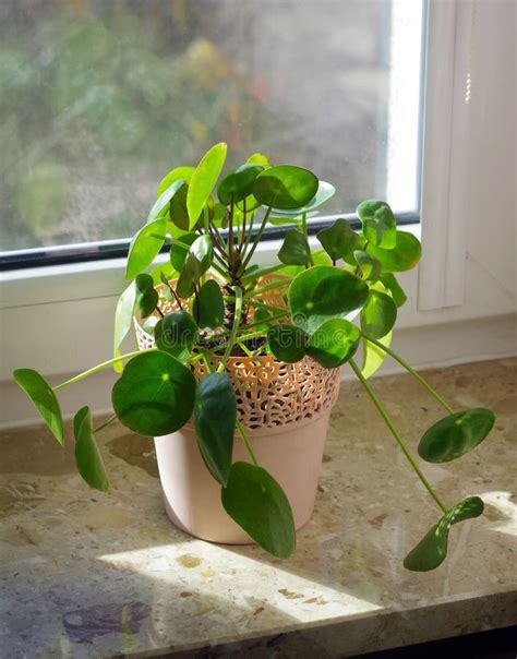 Pilea Peperomioides Stock Photo Image Of Light Pilea 273452846