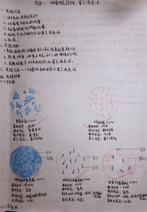 微生物学实验报告（赣医版） 哔哩哔哩