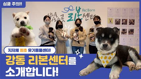 😆전국 지자체 최초의 유기동물보호센터😆 강동 리본센터를 소개합니다🎀 Youtube