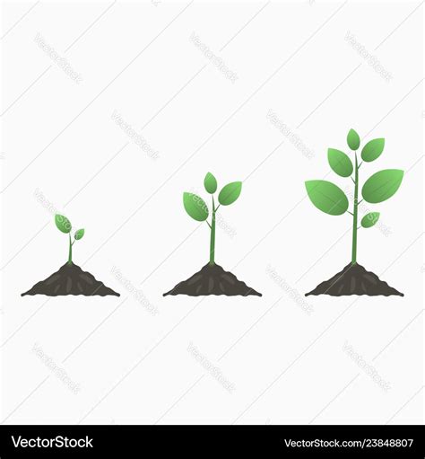Tree Growth Royalty Free Vector Image VectorStock