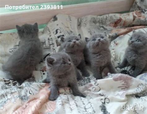 Британска късокосместа в Британска късокосместа в гр София