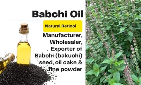 Cold Pressed Babchibakuchi Oil Manufacturer Suppliers And Exporters In