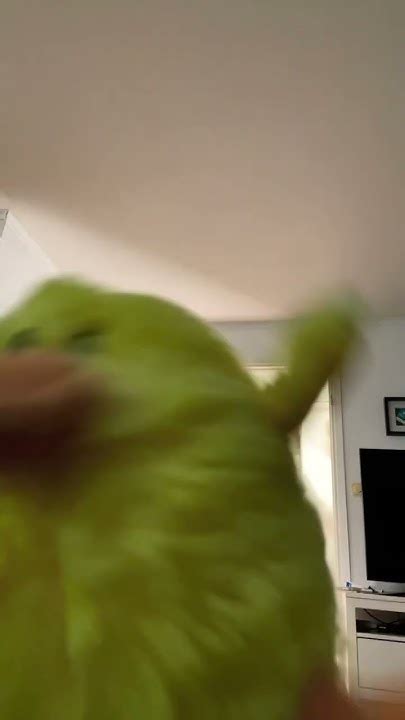 Sigma Chicken Youtube