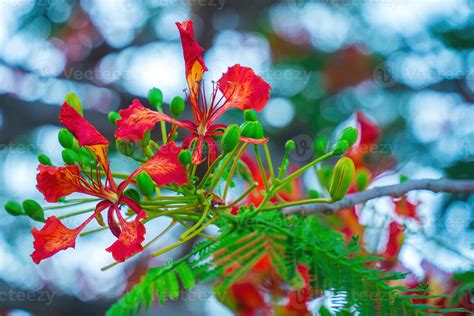 Summer Poinciana Phoenix Is A Flowering Plant Species Live In The