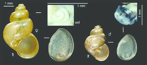 Pseudobithynia Panetolis N Sp 1 Holotype Shell Operculum And Ovl