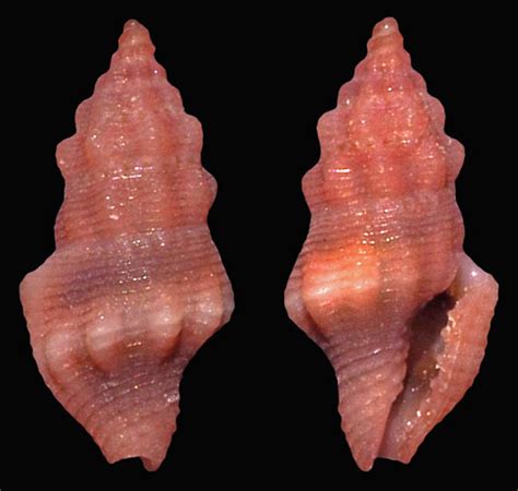 Lienardia Sp 5 Marshall Islands