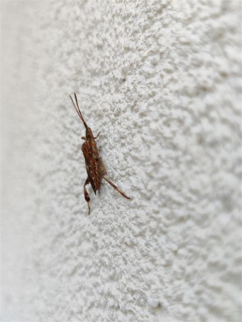 What Is This Long Bug First Time Seen Here Switzerland Central