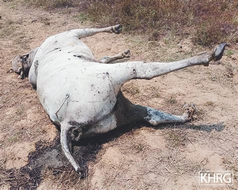 ခလယ်လွီထူခရိုင် ပစ်ခတ်တိုက်ခိုက်မှုနှင့် လေကြောင်းတိုက်ခိုက်မှု