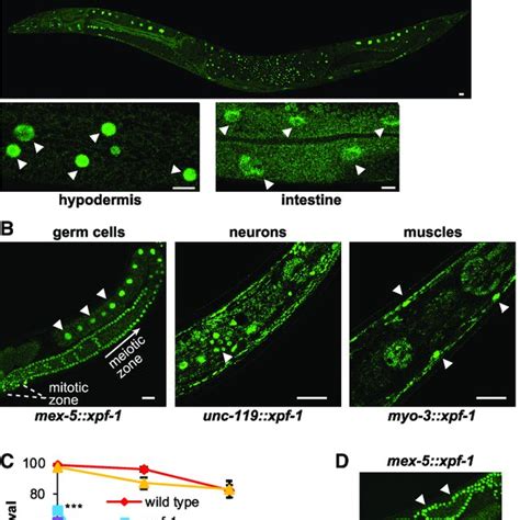 Xpf 1 Gfp Expression In C Elegans A Representative Fluorescence Download Scientific Diagram