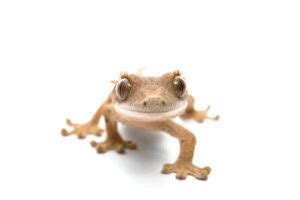 How To Sex A Crested Gecko 4 Simple Methods