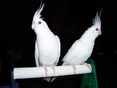 Cockatiel Parrot Wallpapers Wallpaper Cave