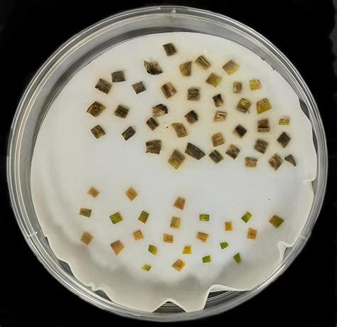 一种链格孢菌的单孢分离方法
