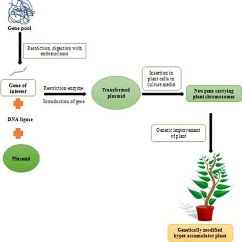 A Summary Of Genetically Modified Bacteria Used In Bioremediation Download Scientific Diagram