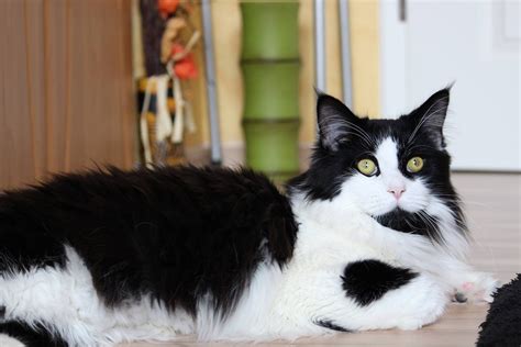 Kac Rasy Maine Coon Zwierzę Domowe Darmowe zdjęcie na Pixabay