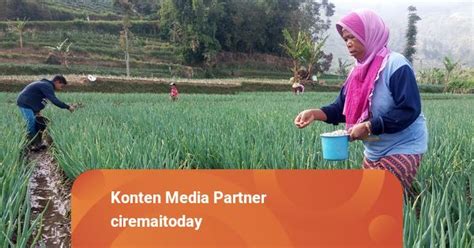 Petani Di Majalengka Berharap Beli Pupuk Bersubsidi Tanpa Harus Punya