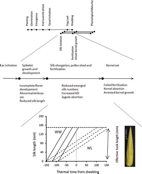 Framework For Maize Reproductive Biology Model Within Crop Life Cycle