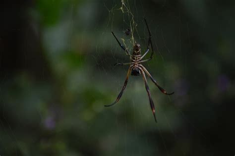 Touch Spider Nature Free Photo On Pixabay Pixabay