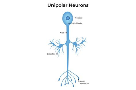 Unipolar Neuron Vector Illustration Graphic By As Ashik · Creative Fabrica