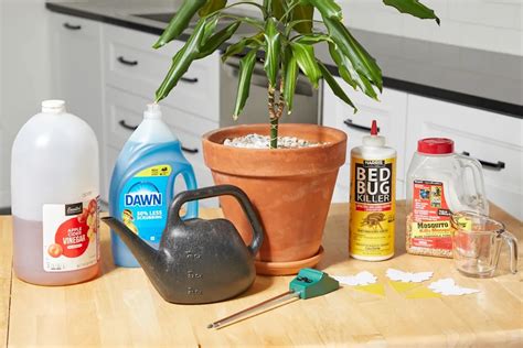 How To Get Rid Of Fungus Gnats 4 Remedies That Work