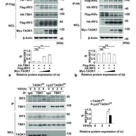 Taok1 Promotes Tbk1 Irf3 Complex Formation A Hek293t Cells Were