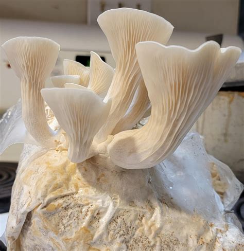 Genus Vs Species Vs Strain Rexperimyco