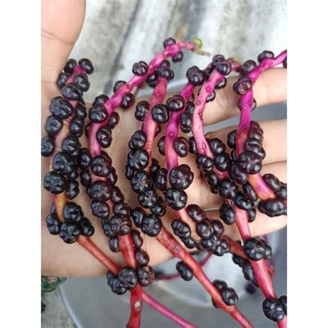 Jual Buah Biji Binahong Segar Ampuh Untuk Segala Macam Penyakit Bisa Di