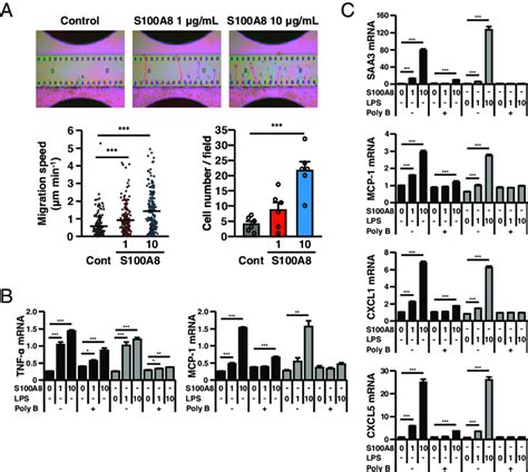 S100a8 Induced Inflammatory Responses In Raw2647 Cells And 3t3 L1