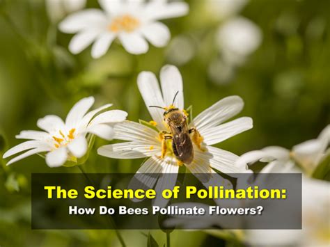 The Science Of Pollination How Do Bees Pollinate Flowers Easy